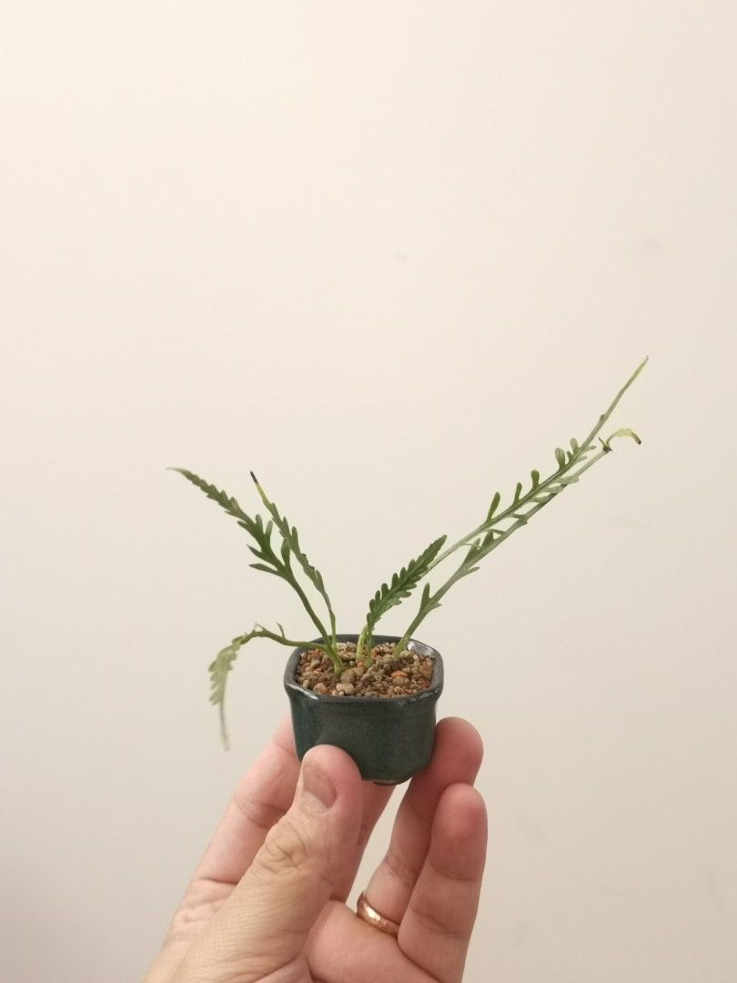 Asplenium Kenzoi | Fern, Furniture & Home Living, Gardening, Plants ...