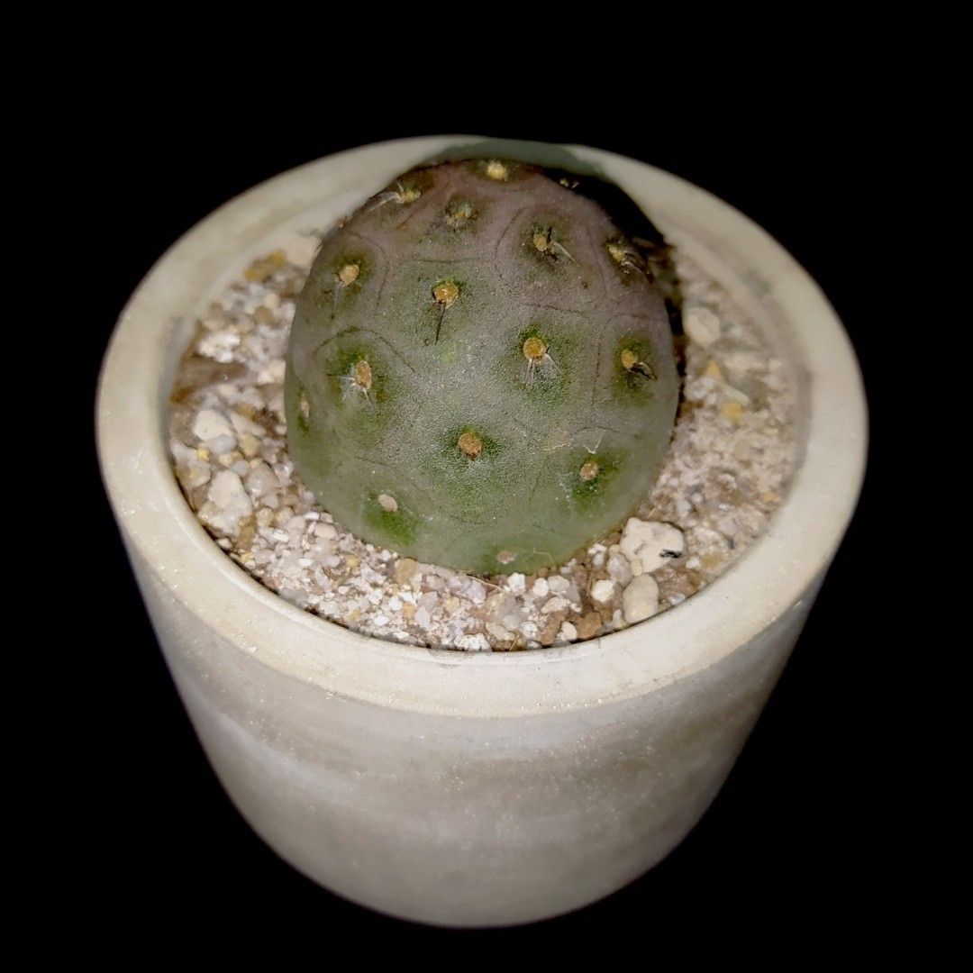 [EXOTIC COLLECTORS'] Tephrocactus geometricus 'Dinosaur Egg cactus ...