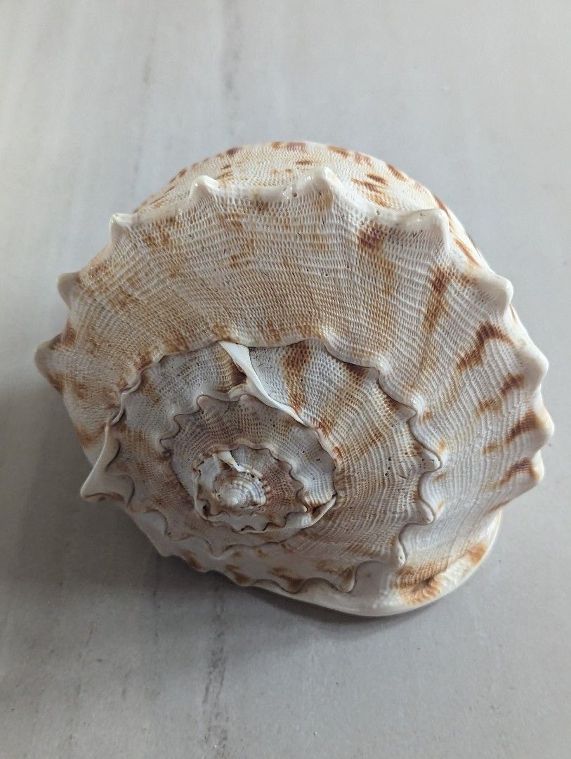 Helmet Conch Seashell Large, Furniture & Home Living, Home Decor, Other ...