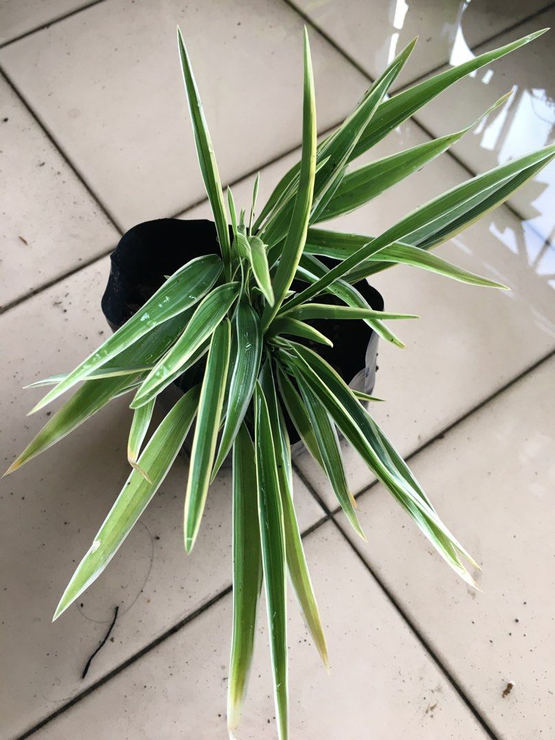 Live plant Spider plant Chlorophytum Comosum, Furniture & Home Living ...