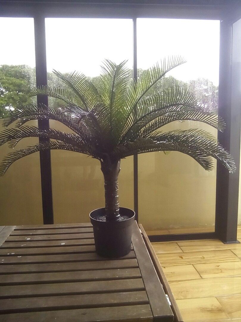 plastic halaman, Furniture & Home Living, Home Decor, Vases ...
