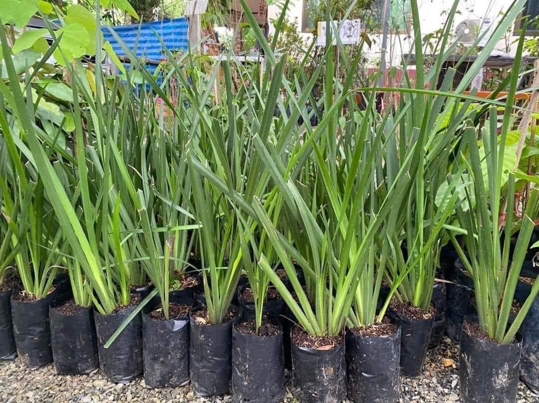 Pokok bunga African iris, Furniture & Home Living, Gardening, Plants ...