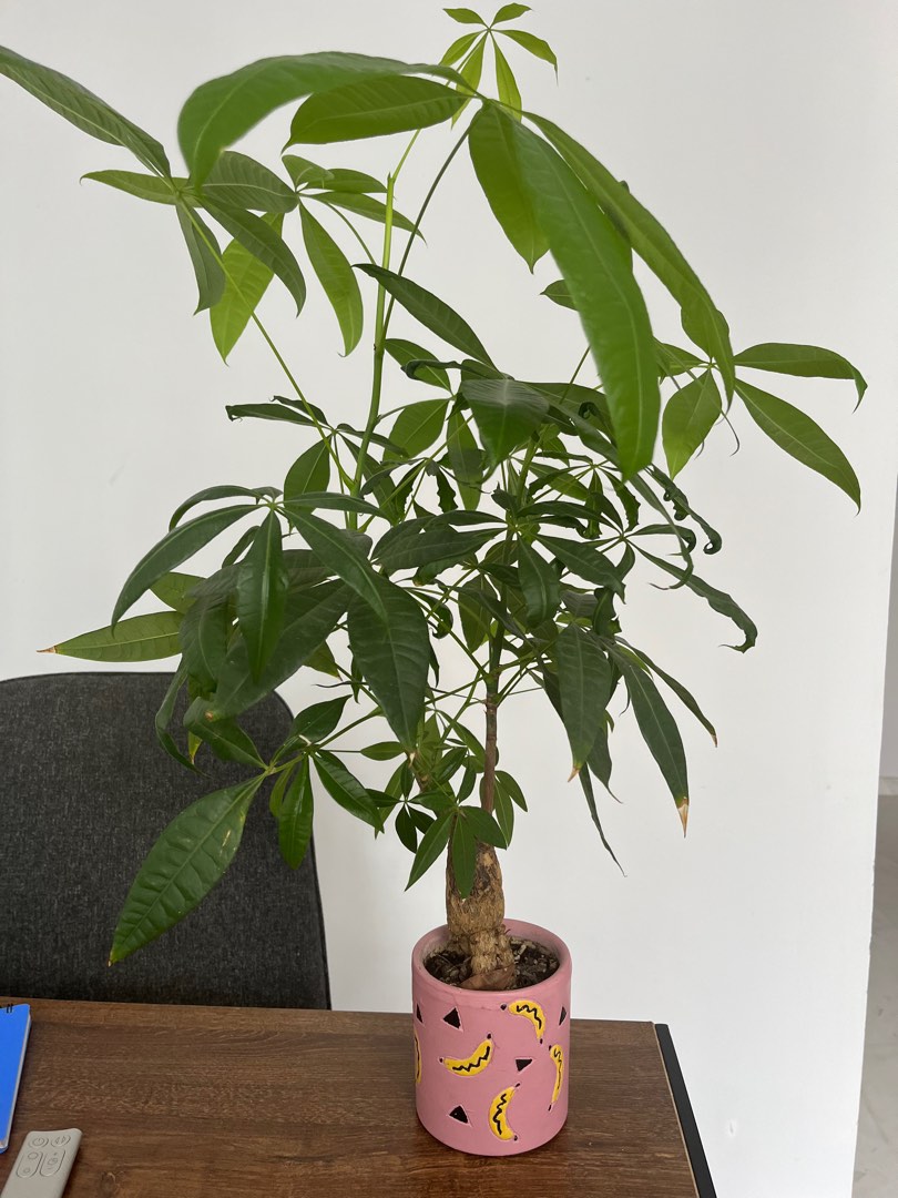 Small money tree in pink pot, Furniture & Home Living, Gardening ...