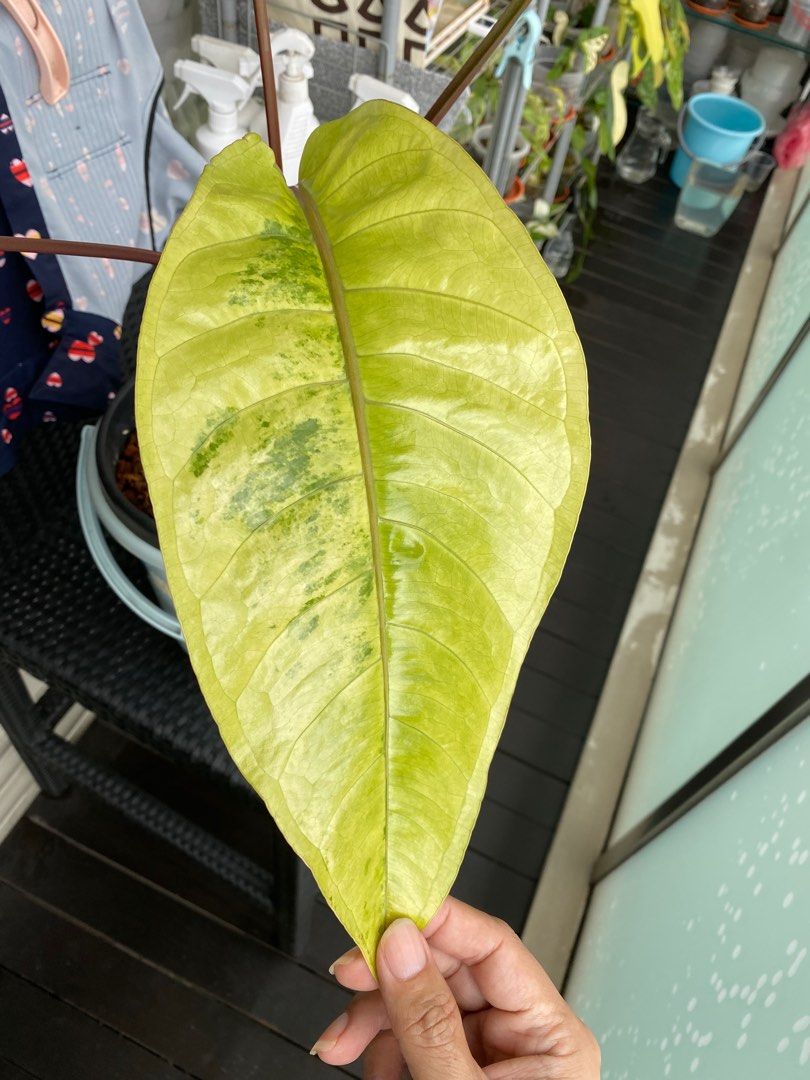 Anthurium Ellipticum Variegated aka Jungle King, Furniture & Home ...