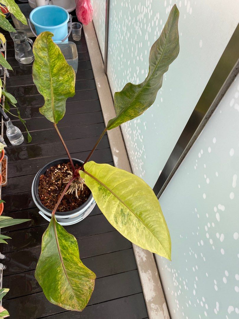 Anthurium Ellipticum Variegated aka Jungle King, Furniture & Home ...