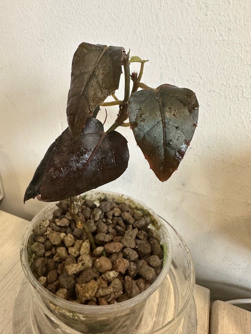 Batman Piper ( Pterisanthes Ssp), Furniture & Home Living, Gardening ...