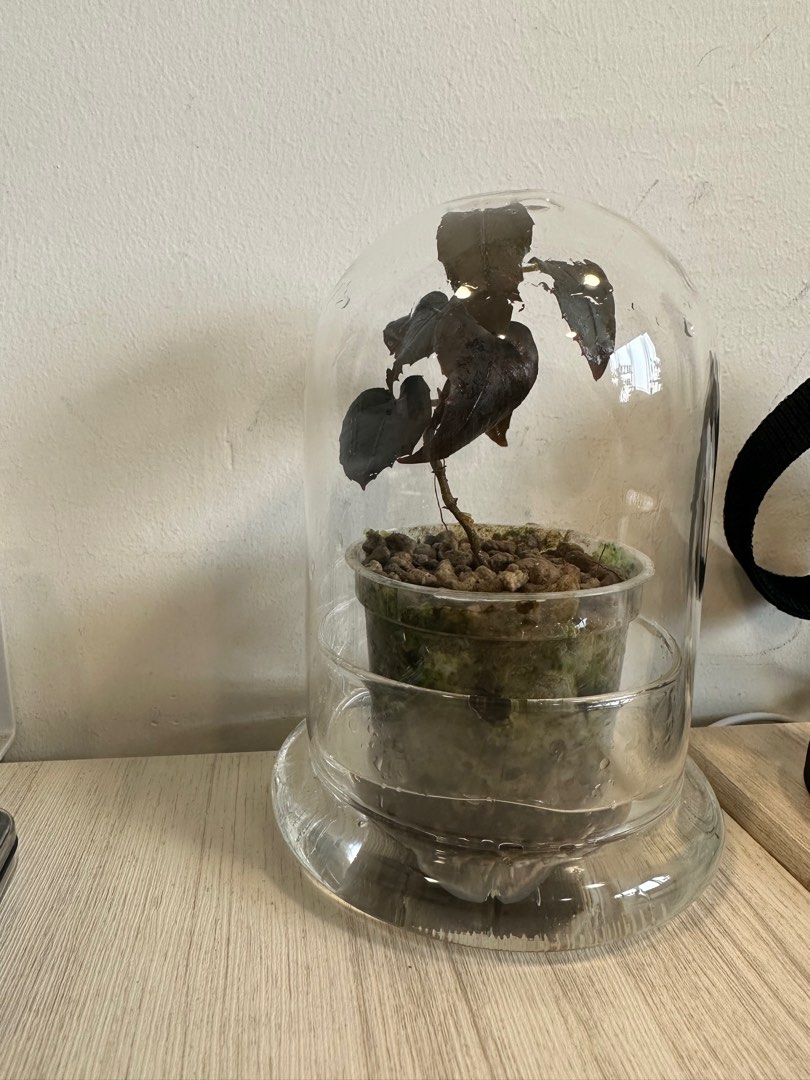 Batman Piper ( Pterisanthes Ssp), Furniture & Home Living, Gardening ...