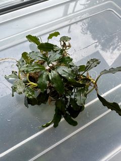 Bucephalandra Sp Per Rhizome Black Angel, Diamond, Lucifer, Red Fire ...