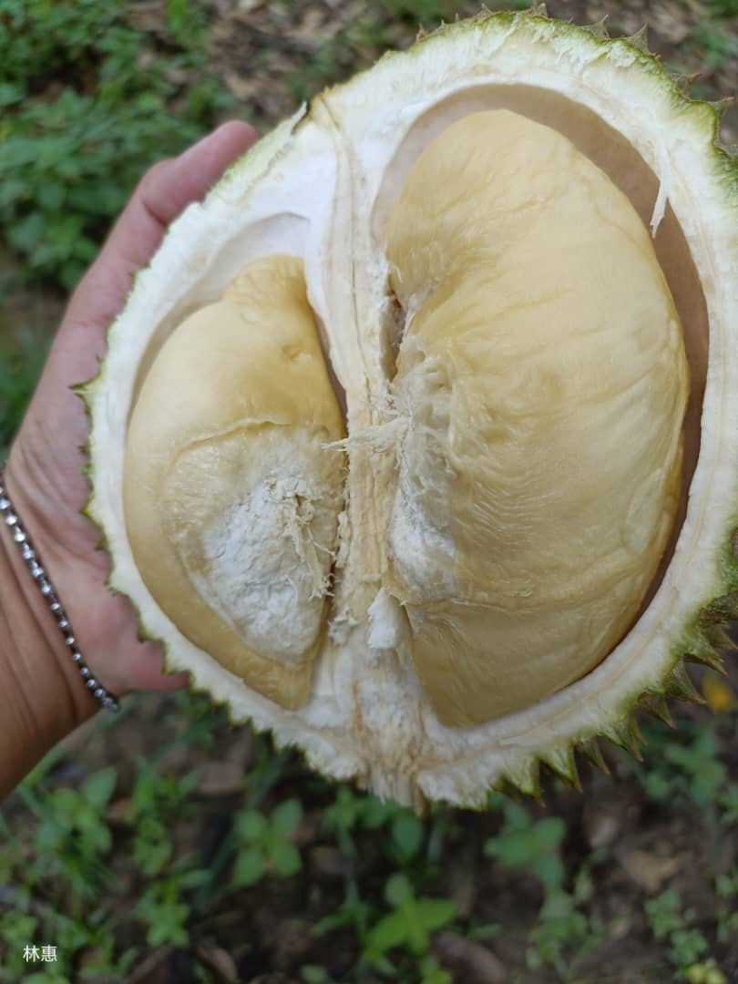 Kasap Merah Durians, Food & Drinks, Fresh Produce on Carousell