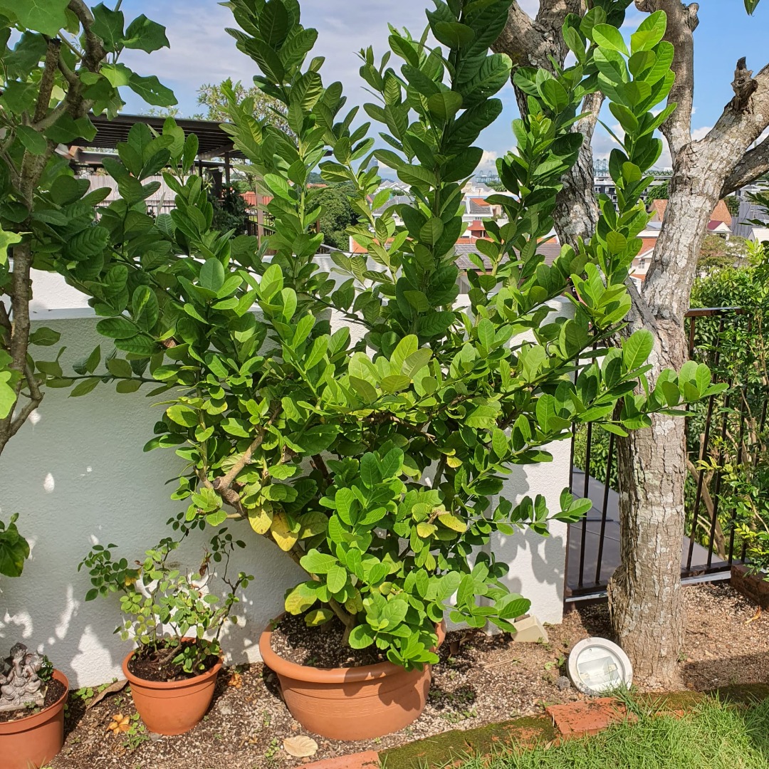 lemon plant bearing good sized lemons, Furniture & Home Living ...