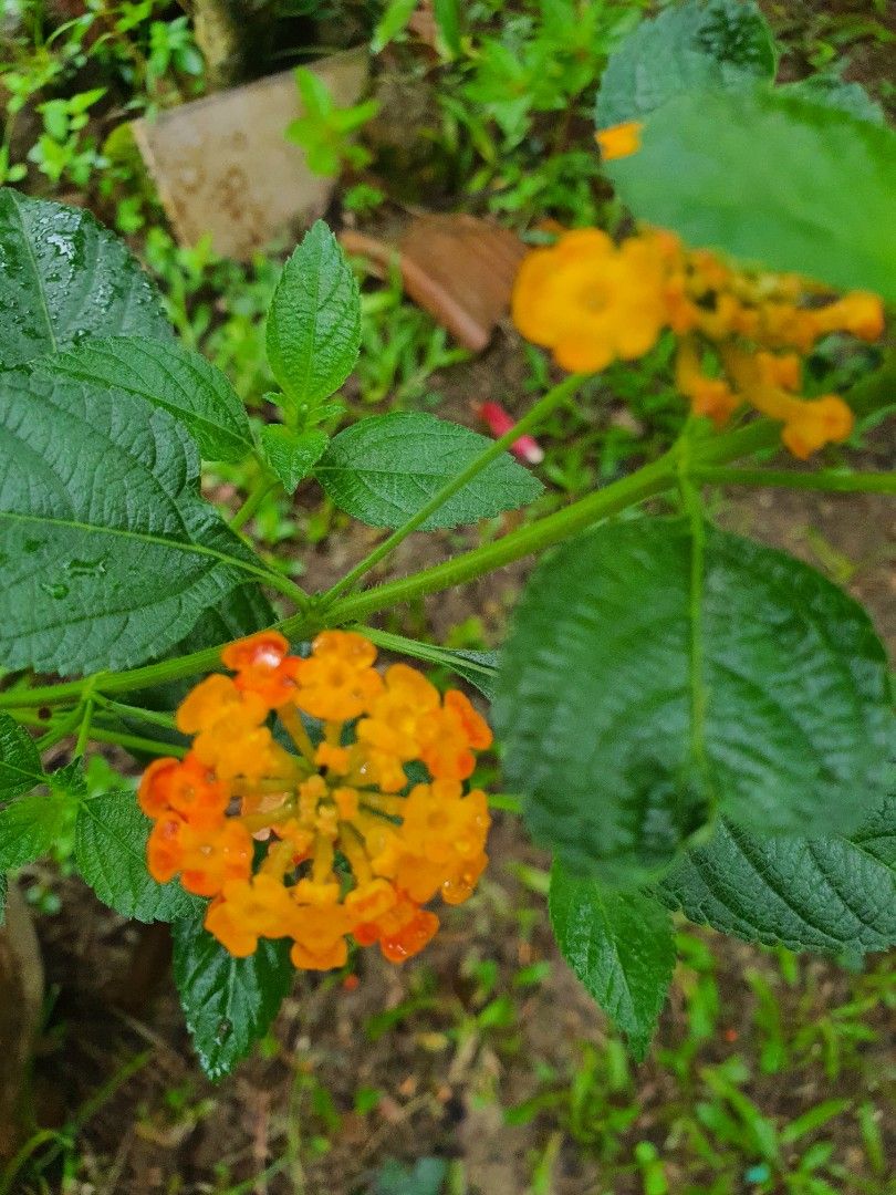 Pokok Hidup - Bunga Tahi Ayam (Live Plant - Lantana Camara), Furniture ...
