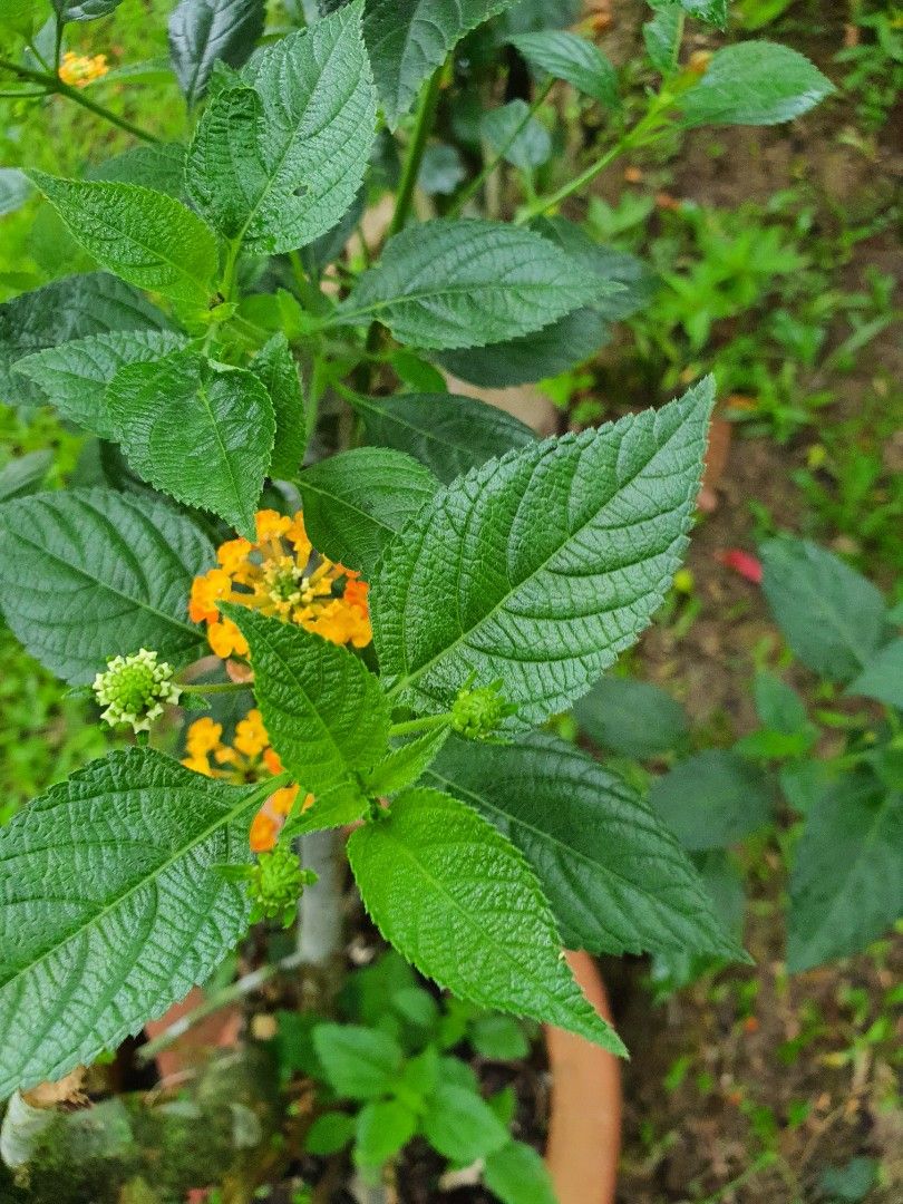 Pokok Hidup - Bunga Tahi Ayam (Live Plant - Lantana Camara), Furniture ...