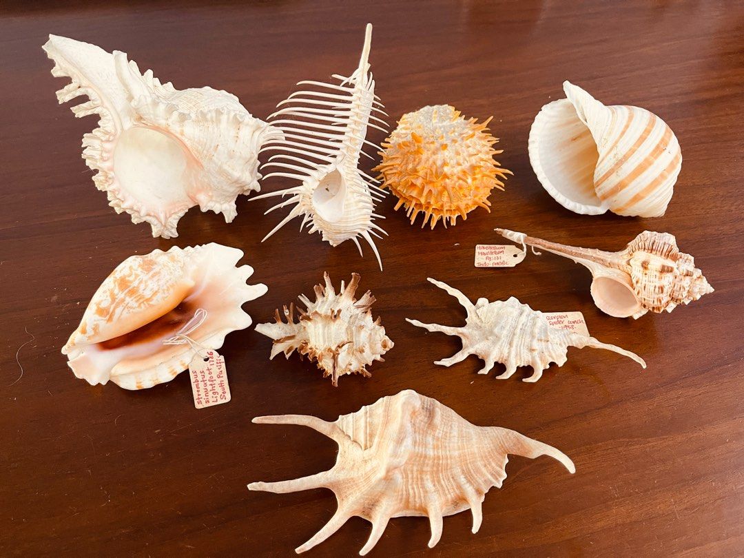 Rare Sea shells Collections, Hobbies & Toys, Memorabilia & Collectibles ...