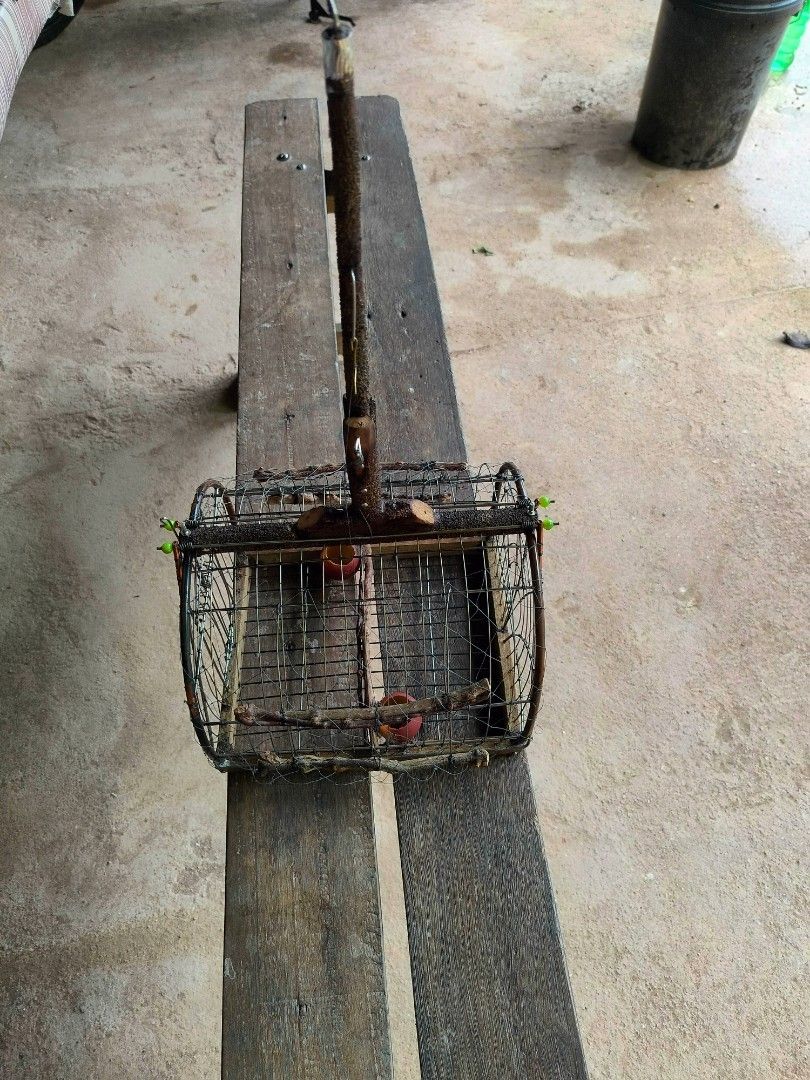 Sangkar lekir murai cacing, Pet Supplies, Homes & Other Pet Accessories ...