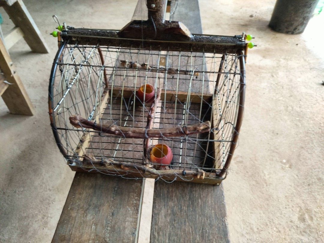 Sangkar lekir murai cacing, Pet Supplies, Homes & Other Pet Accessories ...