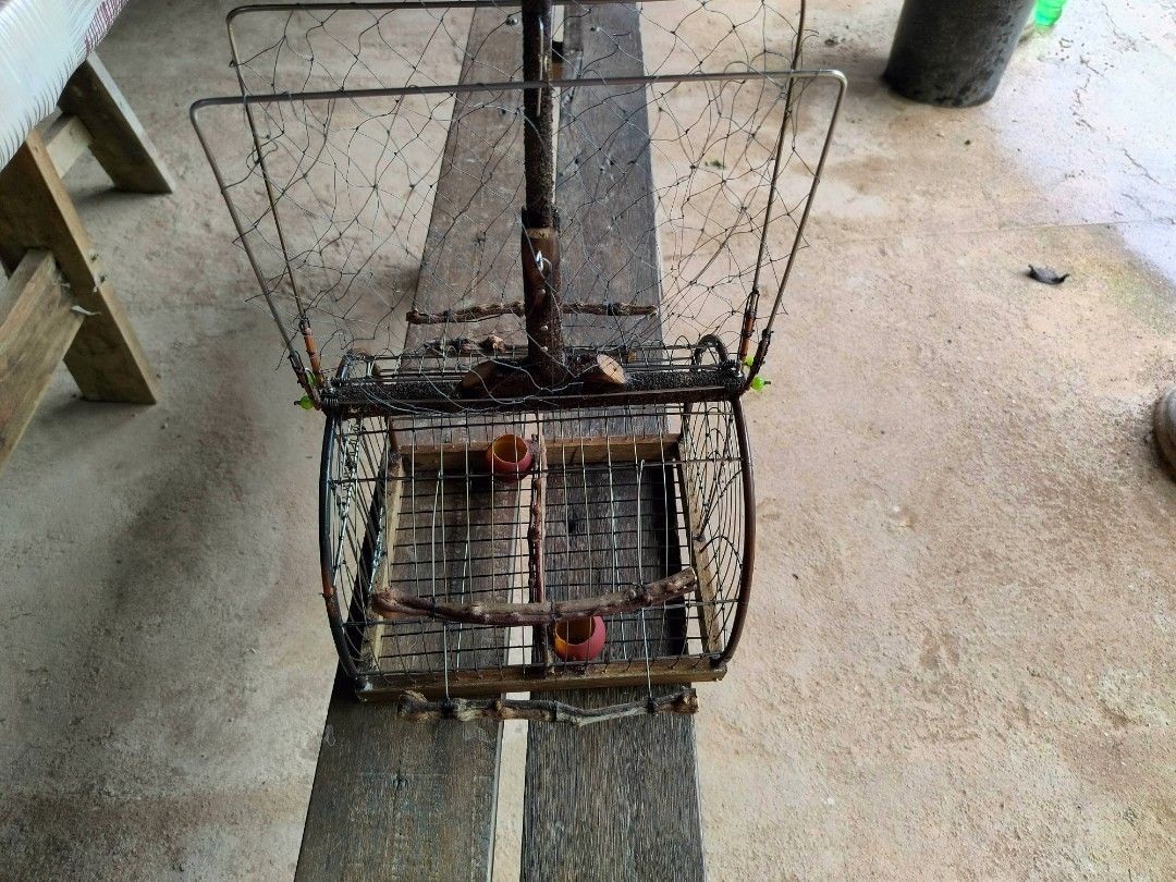 Sangkar lekir murai cacing, Pet Supplies, Homes & Other Pet Accessories ...