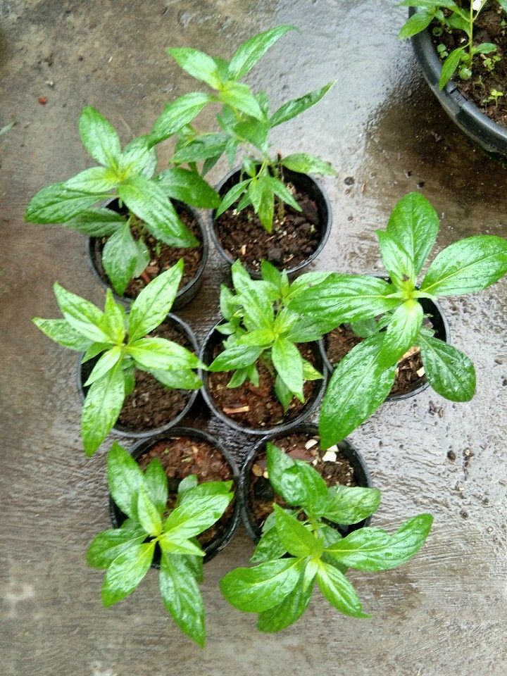 Serpentina Plant on Carousell