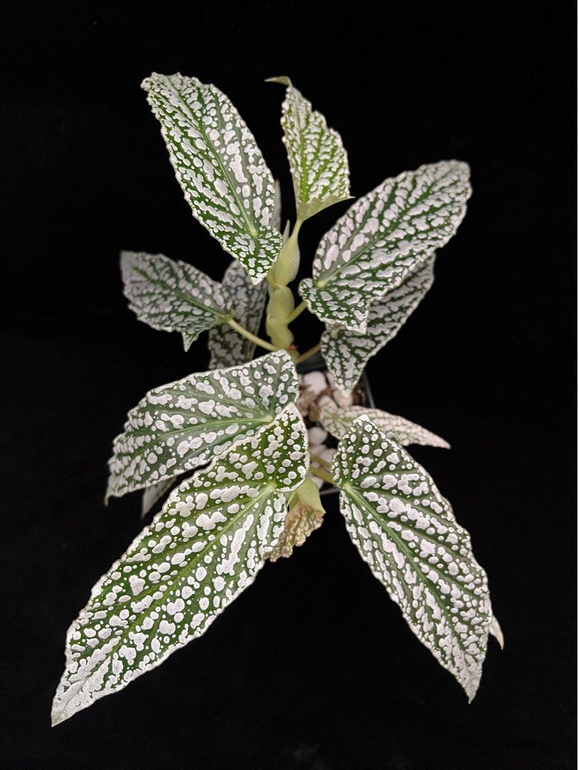 Begonia White Ice, Furniture & Home Living, Gardening, Plants & Seeds ...