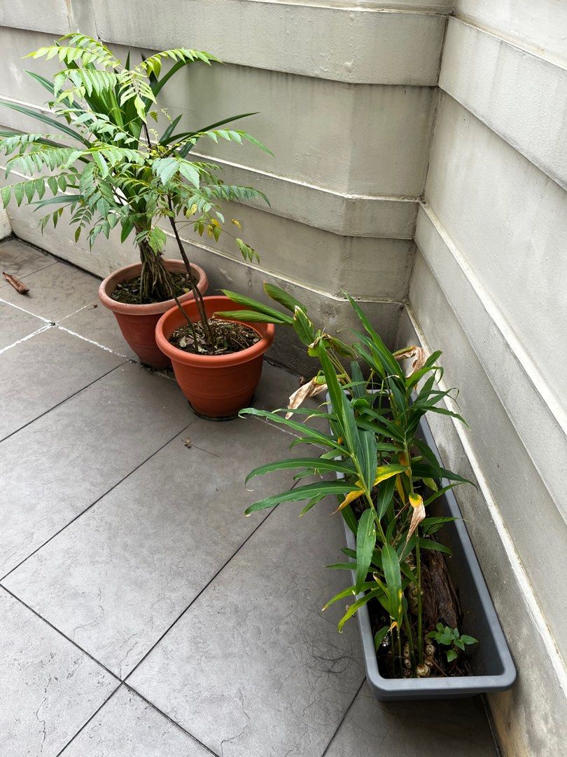 Flower pot and planter box with soil, Furniture & Home Living ...