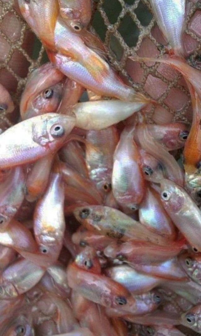 Hito tilapia dalag and koifish and karpa, Pet Supplies, Health ...