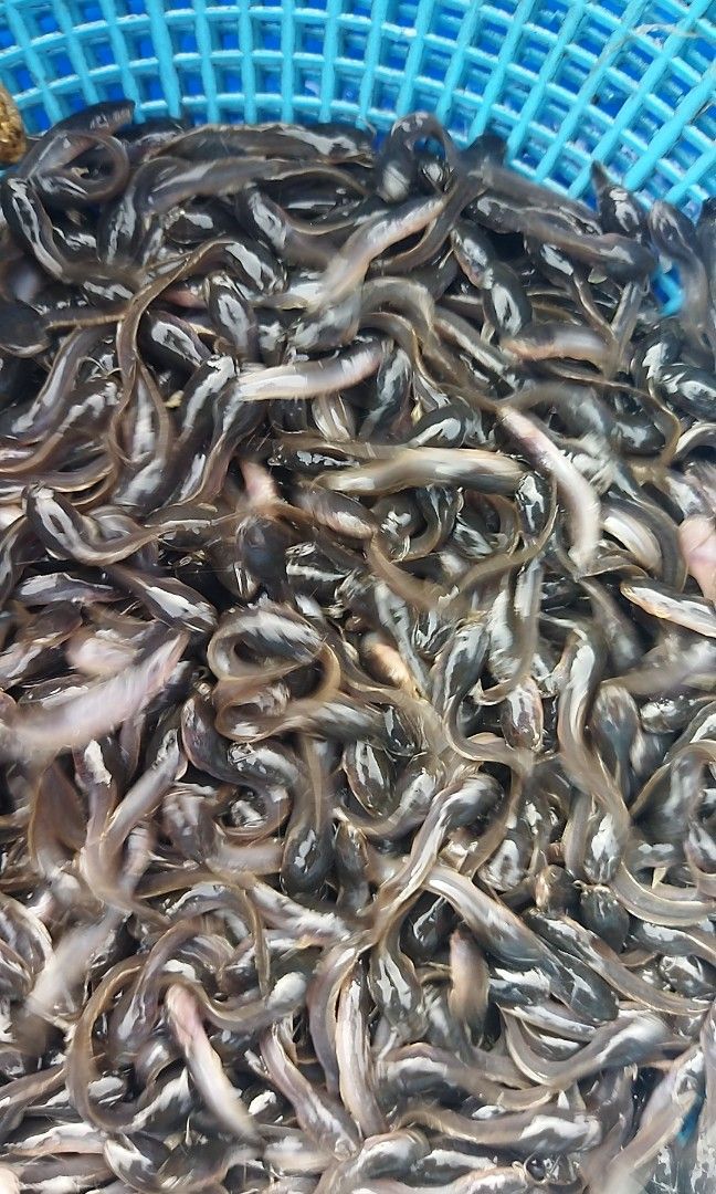 Hito tilapia dalag and koifish and karpa, Pet Supplies, Health ...