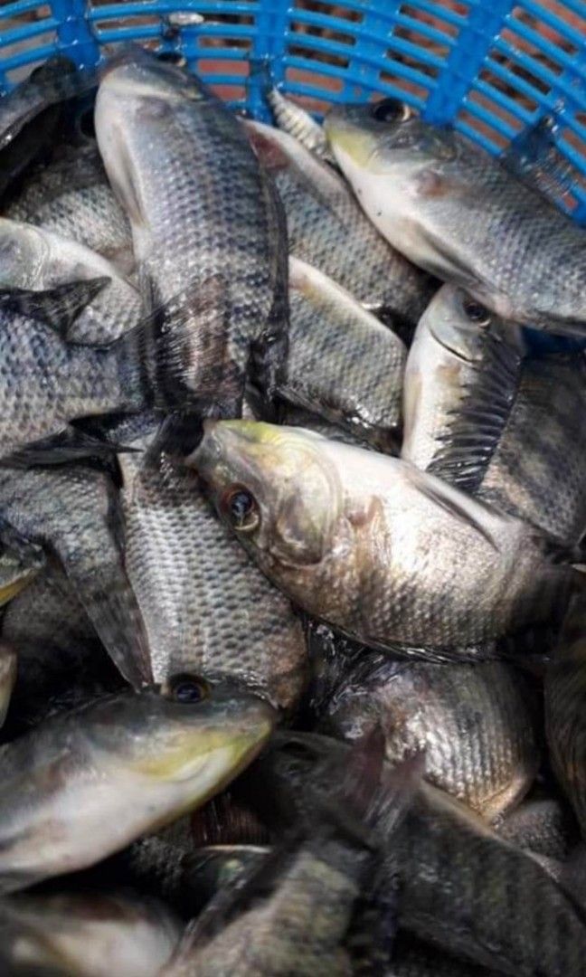 Hito tilapia dalag and koifish and karpa, Pet Supplies, Health ...