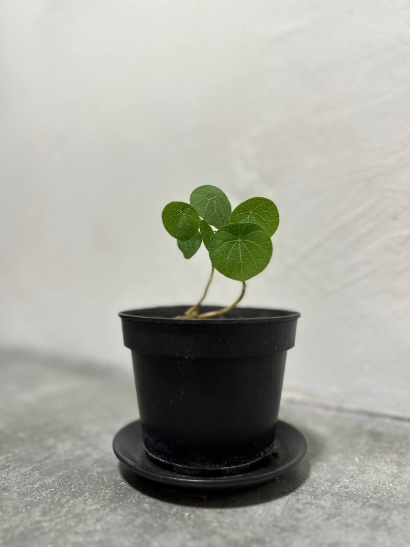 [NEW] Stephania Erecta, Furniture & Home Living, Gardening, Plants ...