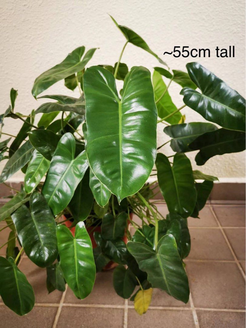Philodendron Burle Max Plant, Furniture & Home Living, Gardening ...