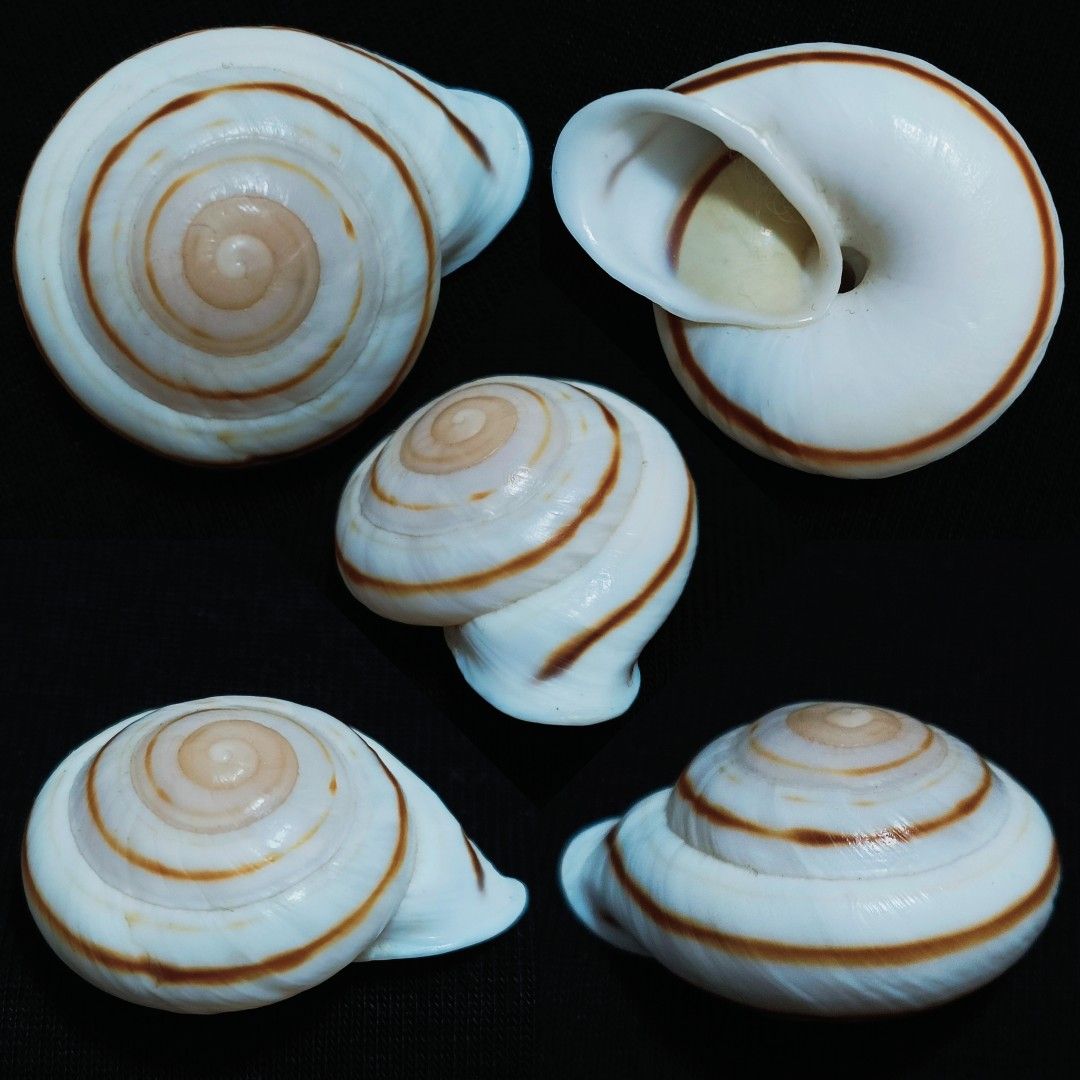 Seashell - Obba bigonia (Land snail), Hobbies & Toys, Memorabilia & Collectibles, Vintage ...