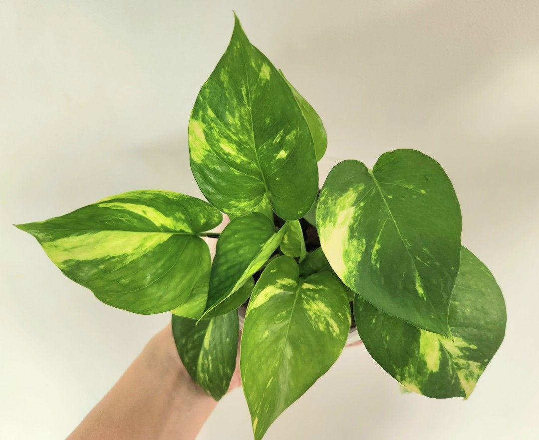 Variegated pothos, Furniture & Home Living, Gardening, Plants & Seeds ...