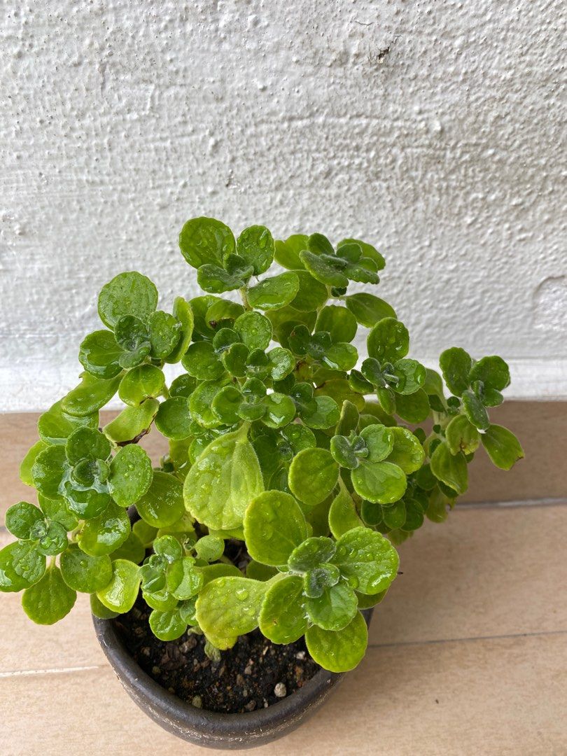 Vicks Plant Plectranthus Tomentosa Furniture And Home Living