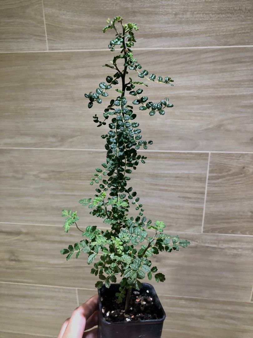 珍稀泡泡葉橄欖實生株 Commiphora Planifrons, 傢俬＆家居, 園藝, 植物及種子 - Carousell
