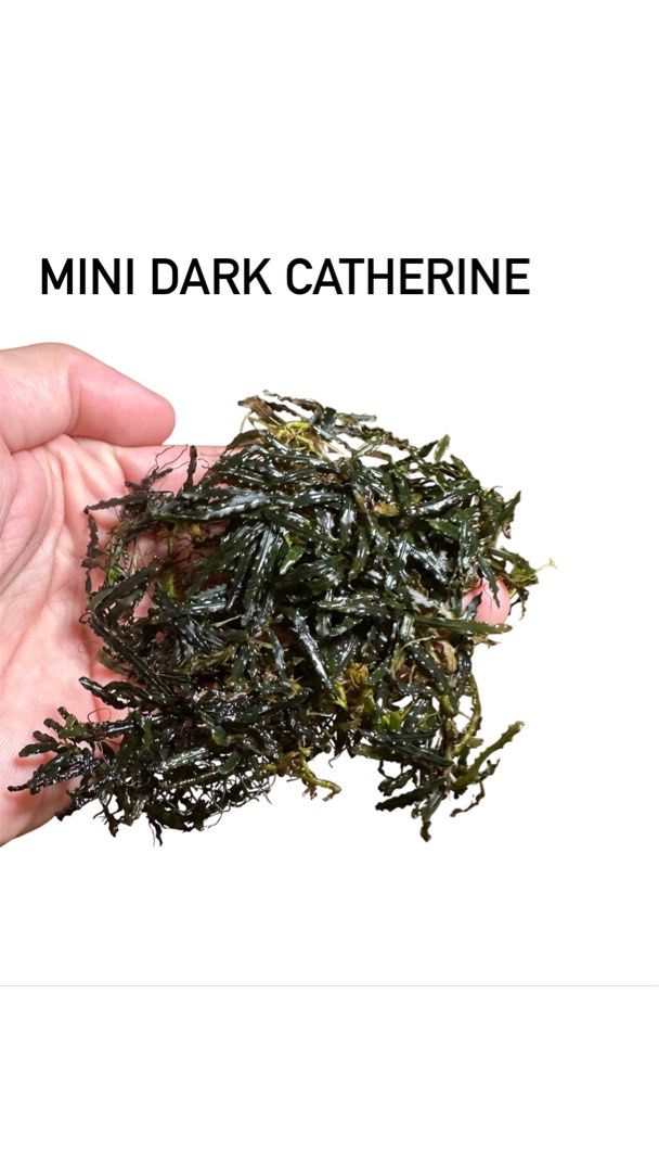 Bucephalandra Sp Clumps Mini Catherine, Lamandau, Mini Dark Catherine ...