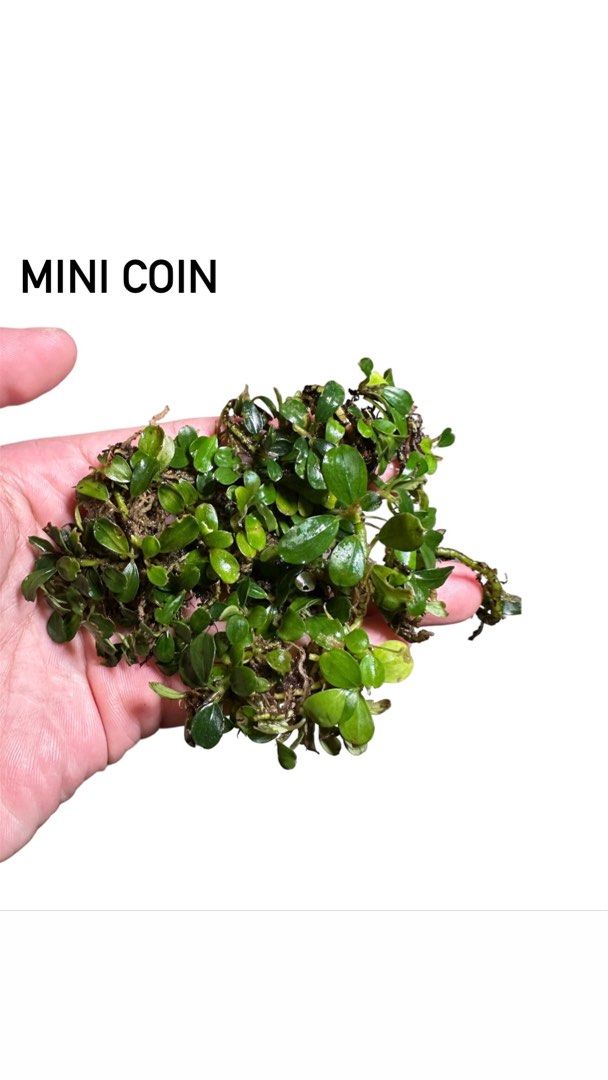 Bucephalandra Sp Clumps Mini Catherine, Lamandau, Mini Dark Catherine ...