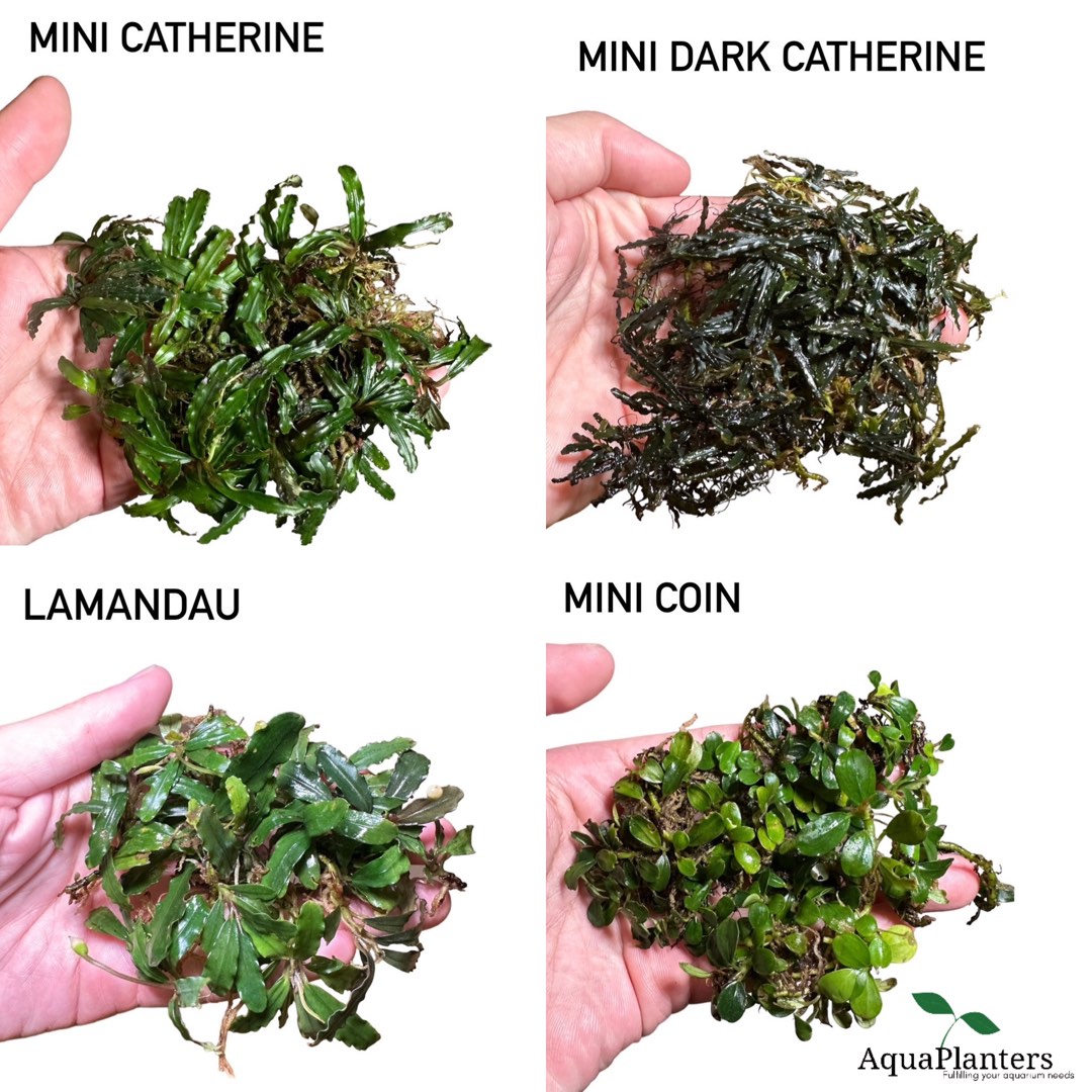 Bucephalandra Sp Clumps Mini Catherine, Lamandau, Mini Dark Catherine ...