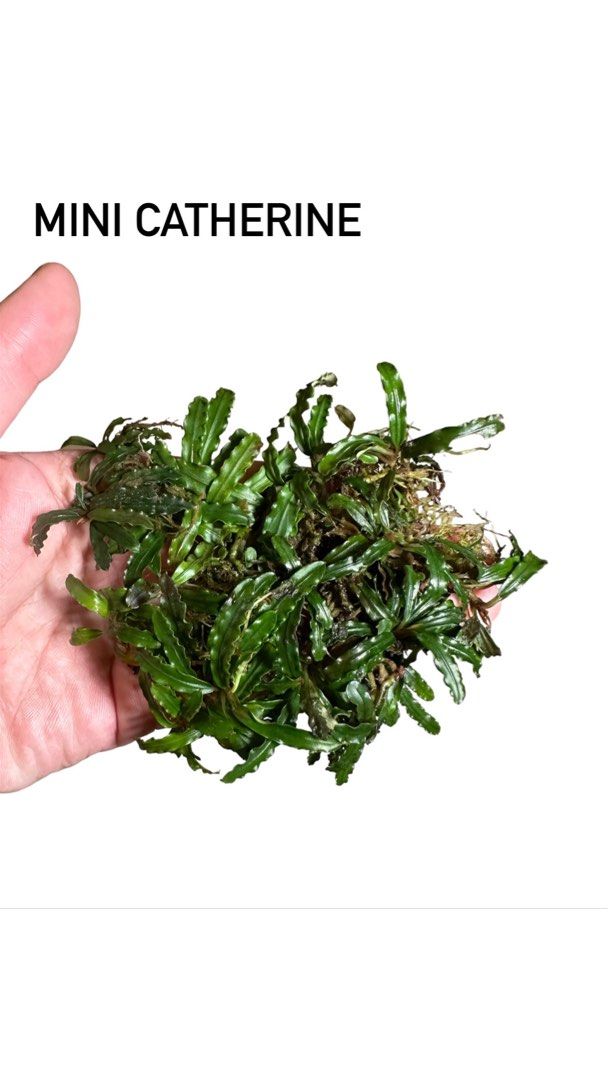 Bucephalandra Sp Clumps Mini Catherine, Lamandau, Mini Dark Catherine ...