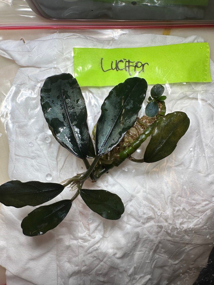 Bucephalandra Sp Per Rhizome Black Angel, Diamond, Lucifer, Red Fire ...