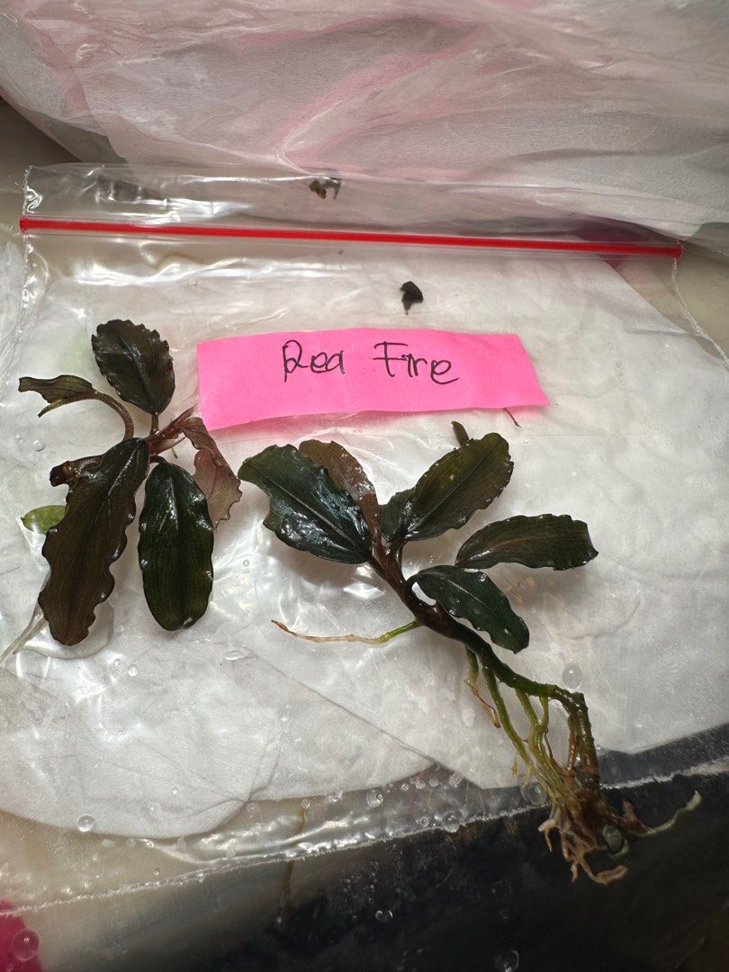 Bucephalandra Sp Per Rhizome Black Angel, Diamond, Lucifer, Red Fire ...