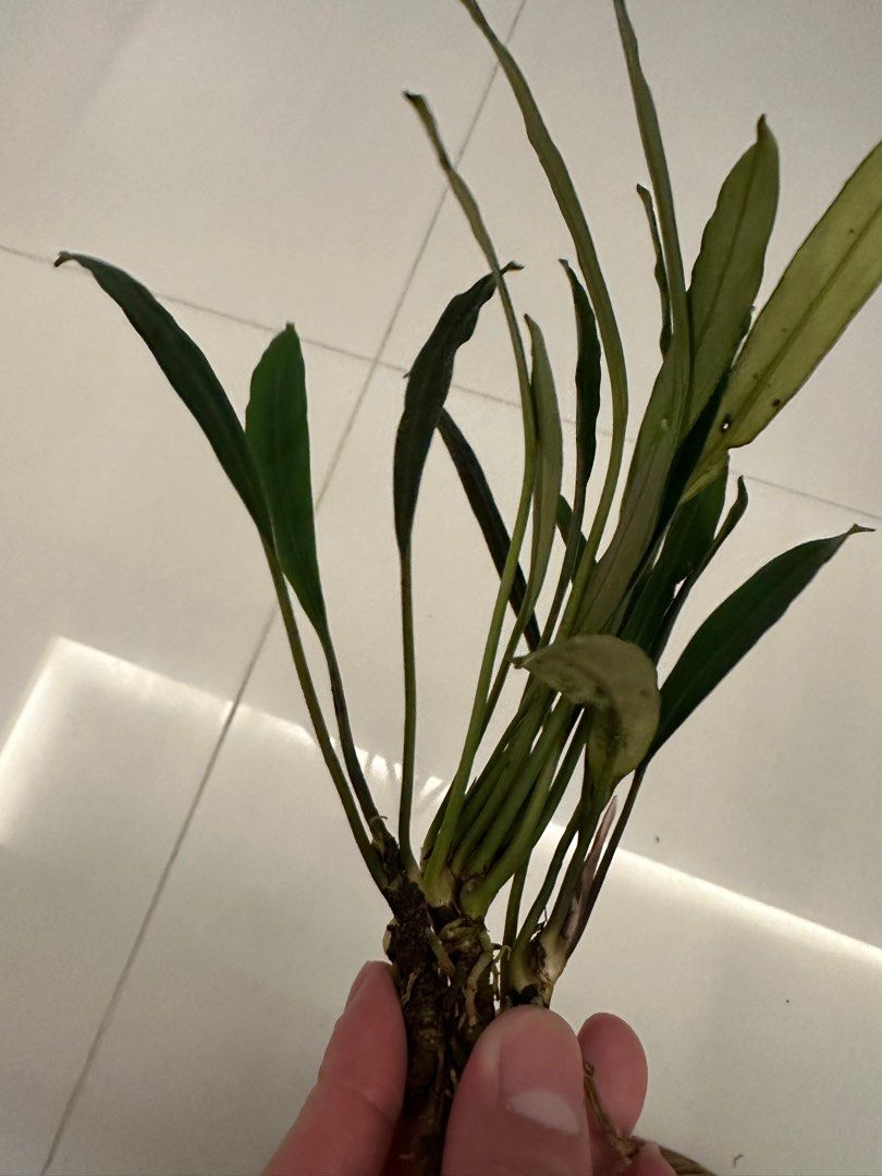 Bucephalandra Sp Per Rhizome Black Angel, Diamond, Lucifer, Red Fire ...