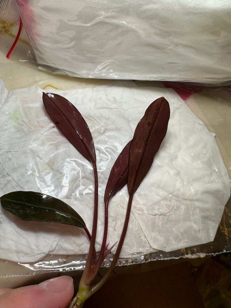 Bucephalandra Sp Per Rhizome Black Angel, Diamond, Lucifer, Red Fire ...