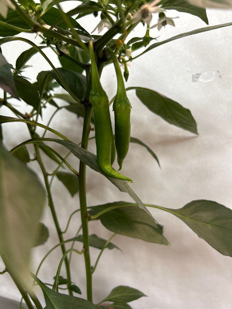 Chilli Plant (Long chilli) $12 each, Furniture & Home Living, Gardening ...