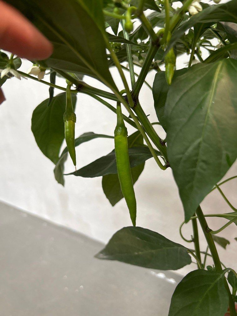 Chilli Plant (Long chilli) $12 each, Furniture & Home Living, Gardening ...