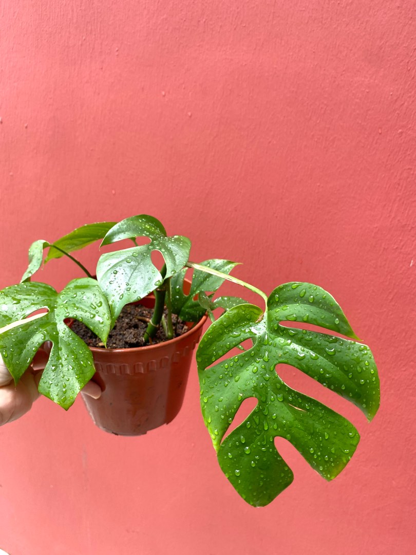 Mini Monstera aka Rhaphidophora tetrasperma, Furniture & Home Living ...