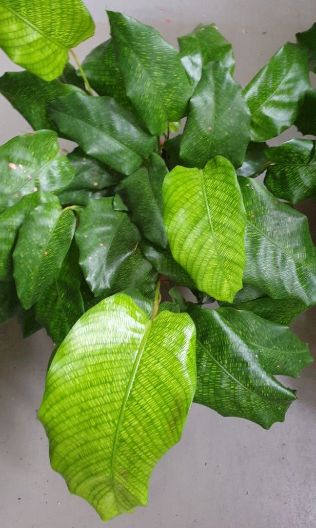 mother plant calathea Bella network Prayer Plant Newtwork Zebra Plant ...