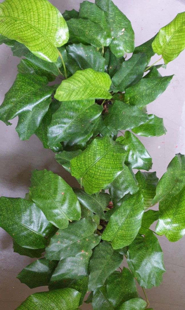 mother plant calathea Bella network Prayer Plant Newtwork Zebra Plant ...