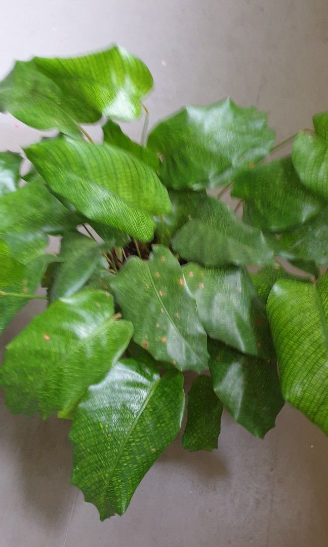 mother plant calathea Bella network Prayer Plant Newtwork Zebra Plant ...