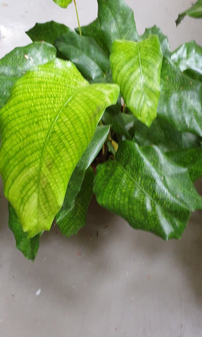 mother plant calathea Bella network Prayer Plant Newtwork Zebra Plant ...