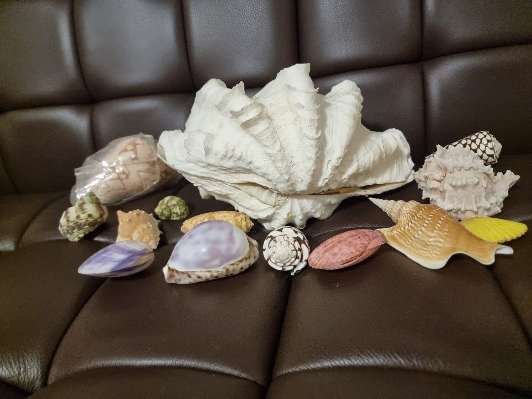 Seashell collections, Hobbies & Toys, Memorabilia & Collectibles ...