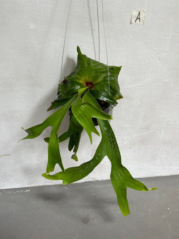Staghorn Fern/Platycerium Coronarium $35 each, Furniture & Home Living ...