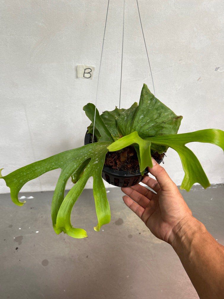 Staghorn Fern/Platycerium Coronarium $35 each, Furniture & Home Living ...